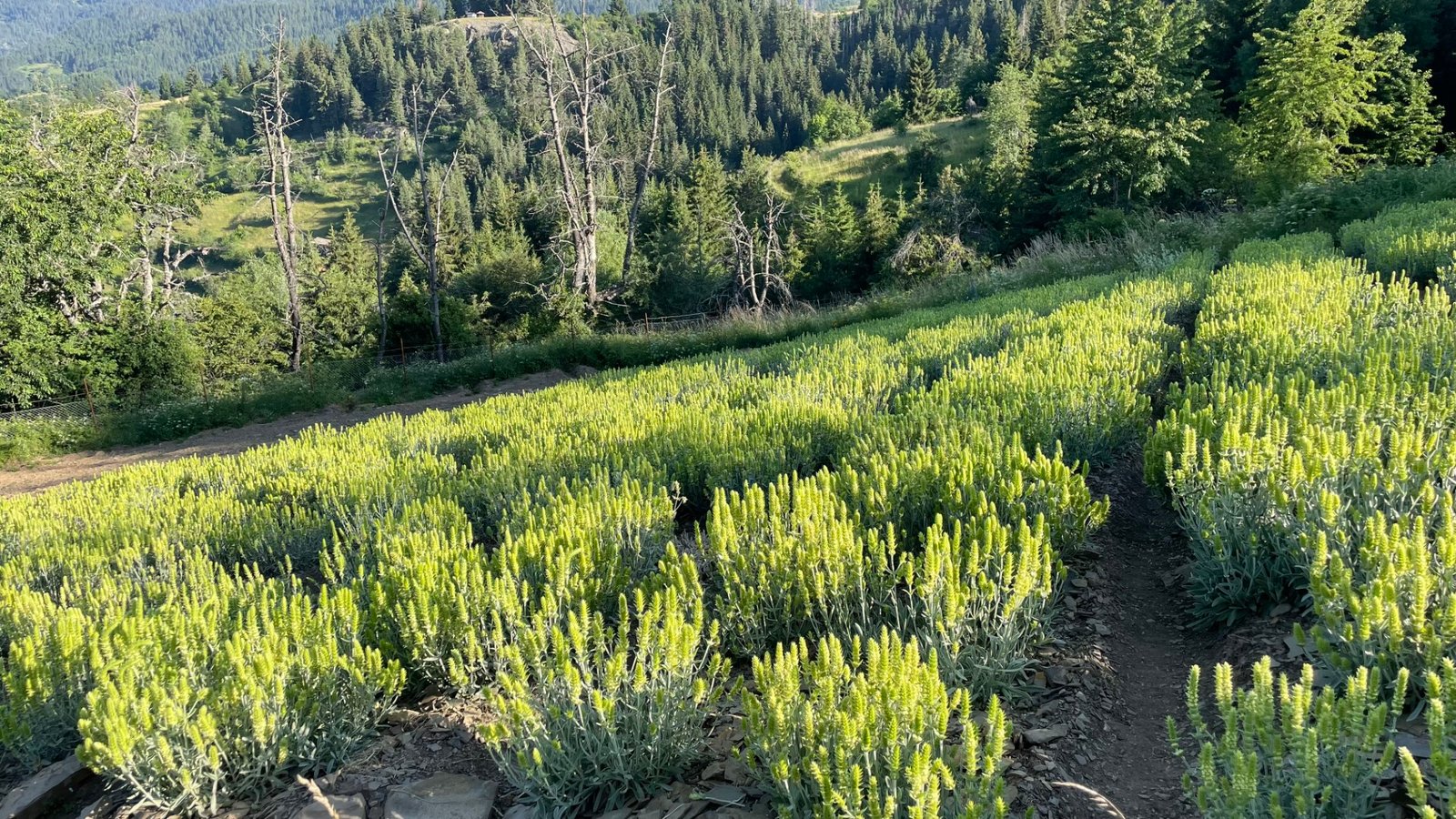 Mursalski Tea | Rhodope Mountains